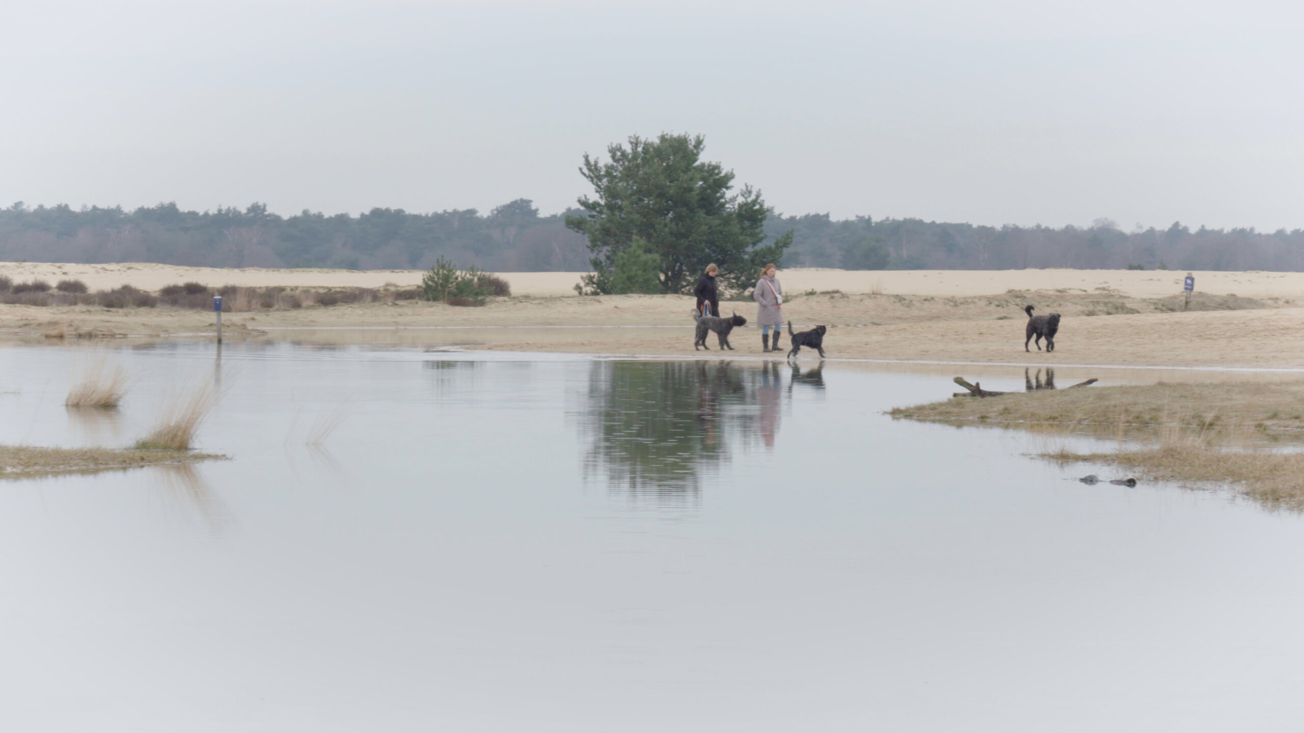 Loonse en Drunense Duinen ondergelopen met water