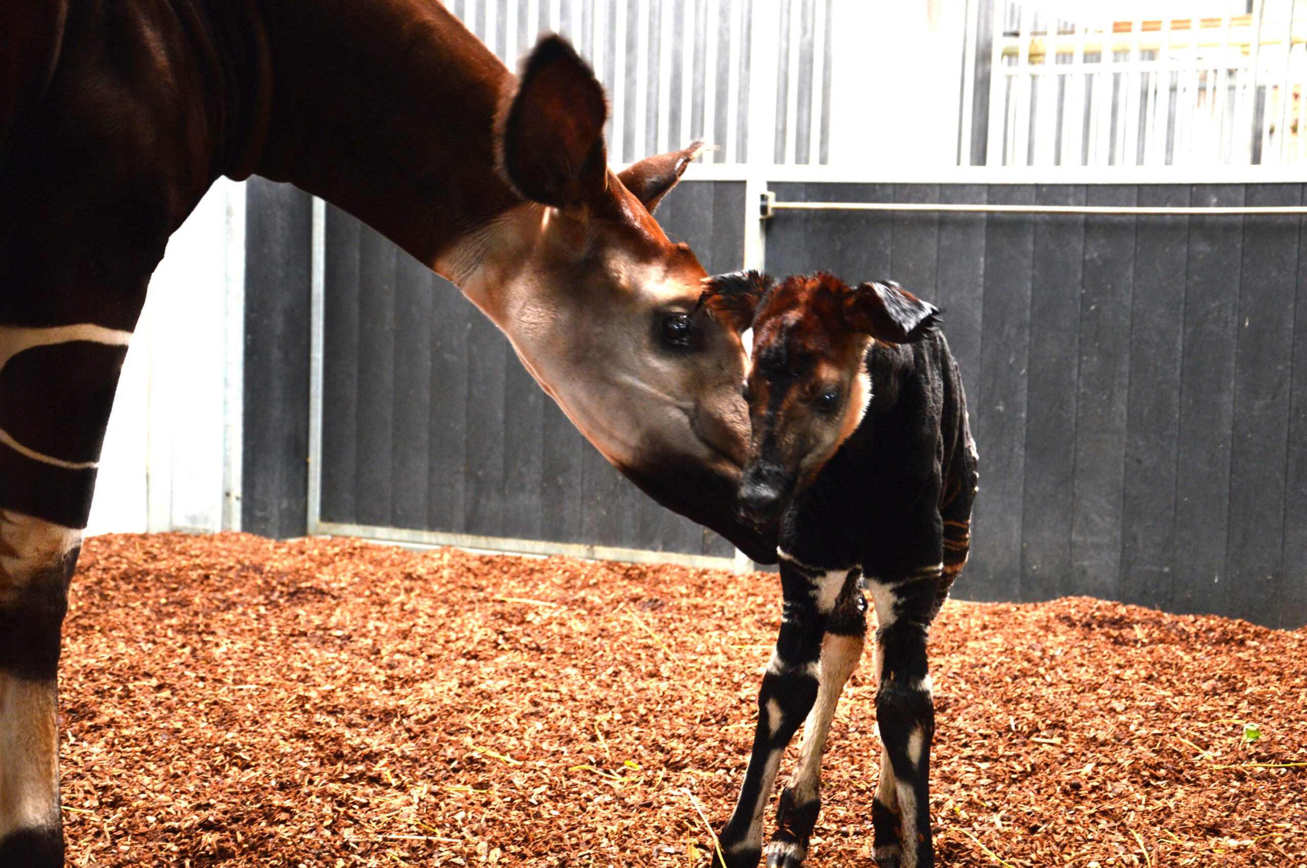 Geboortenieuws: Beekse Bergen verwelkomt baby-okapi