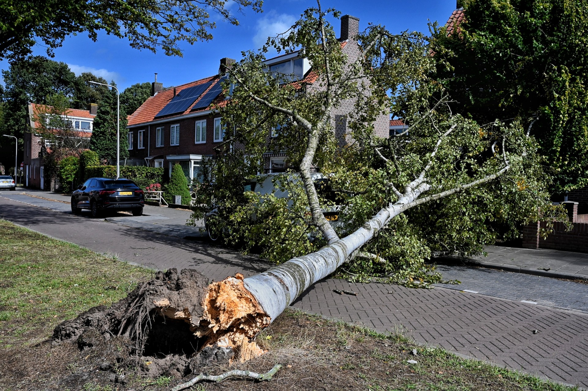 Harde wind zorgt voor ravage in Tilburg: meerdere bomen gevallen